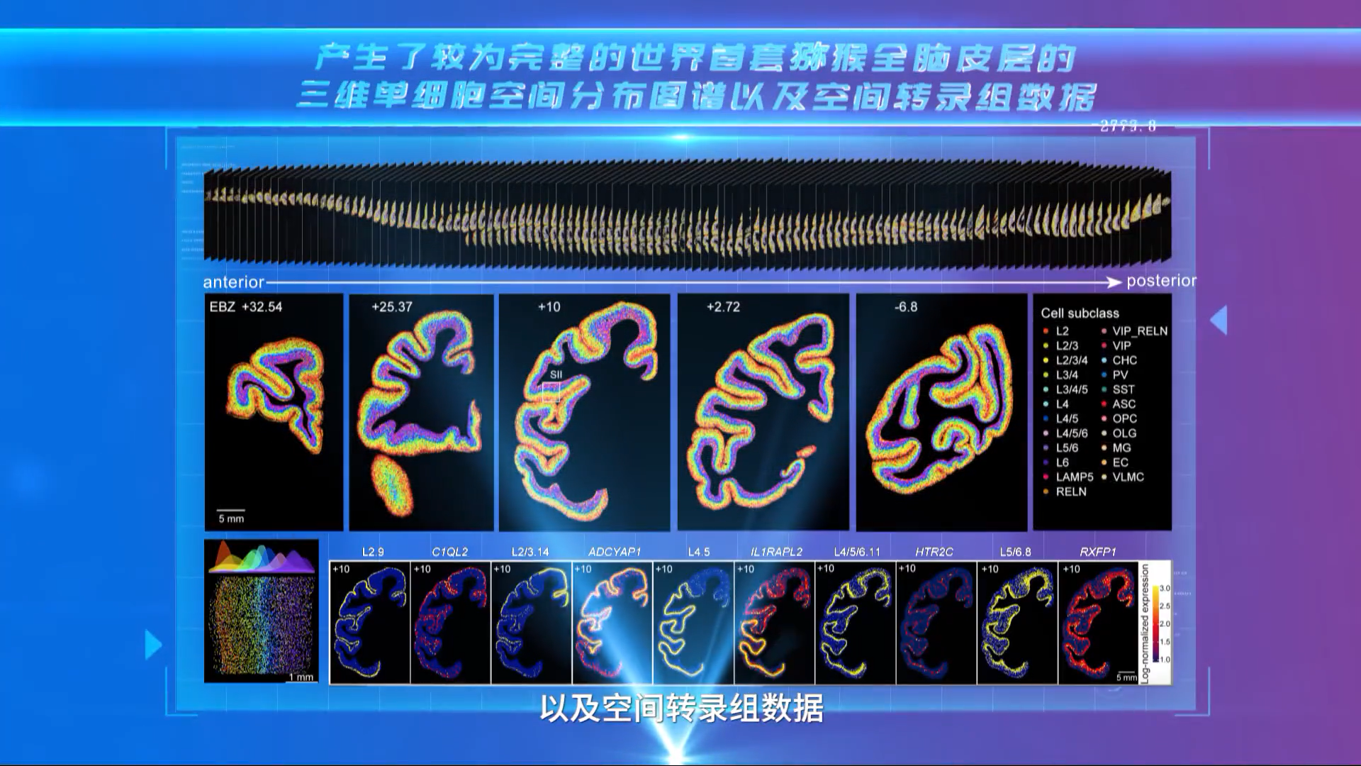 World's First Single-Cell Spatial Transcriptome of Macaque Cerebral ...