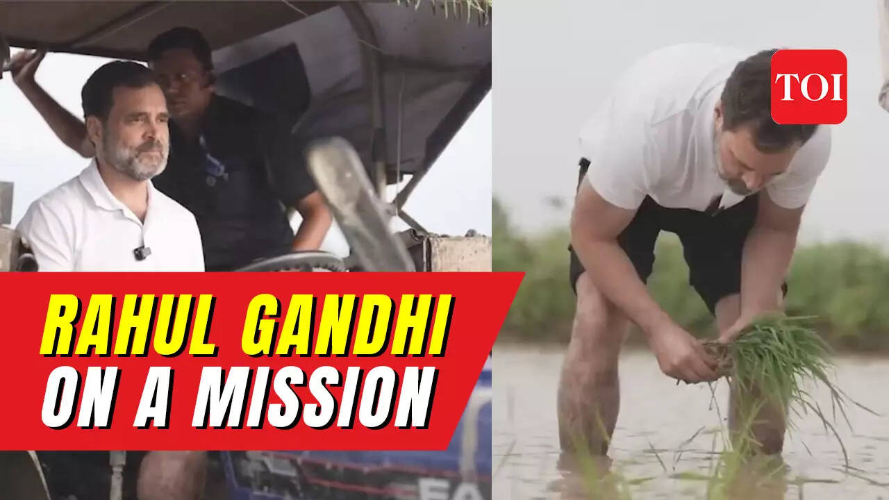Watch: Rahul Gandhi meets Haryana farmers, plants paddy and shares meal with them