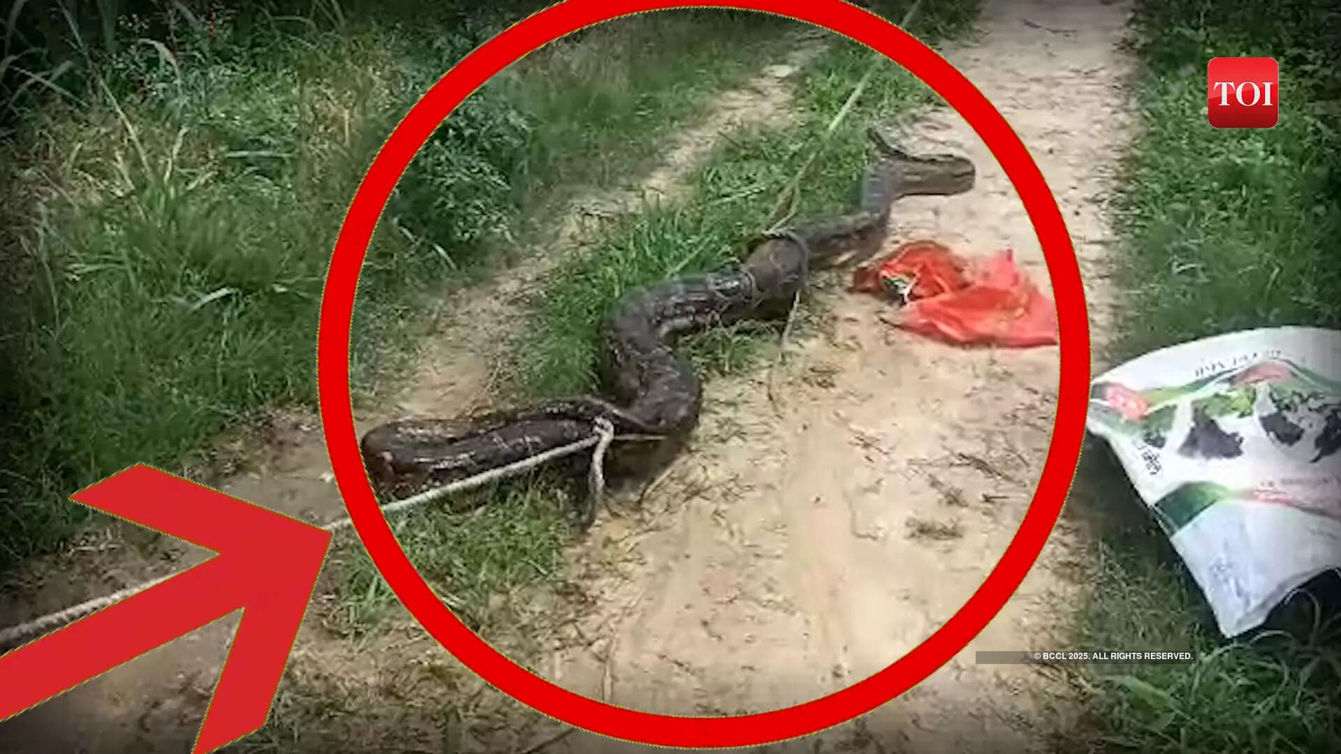 Hapur 20 Foot Long Python Spotted In A Hapurs Sugarcane Field