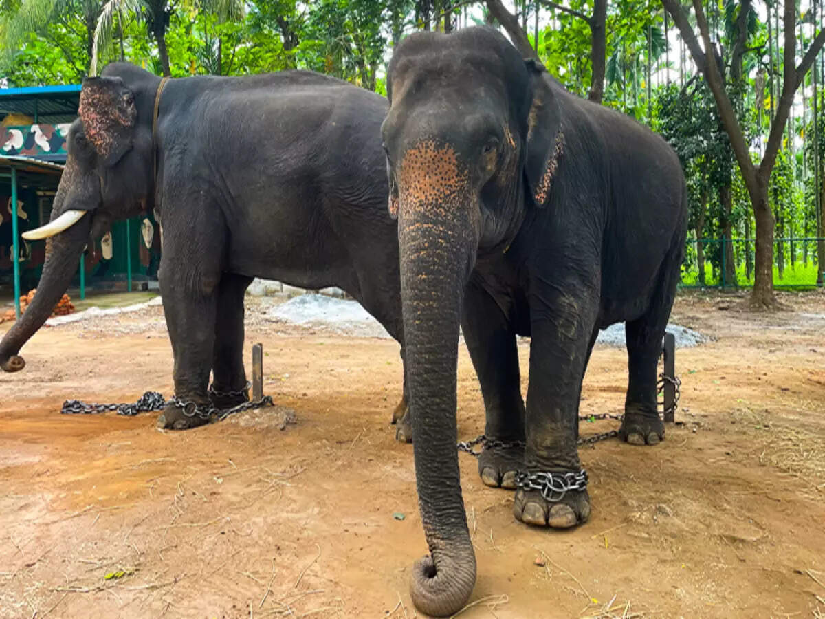 Bathe and feed elephants at Sakrebyle Elephant Camp in Shimoga ...