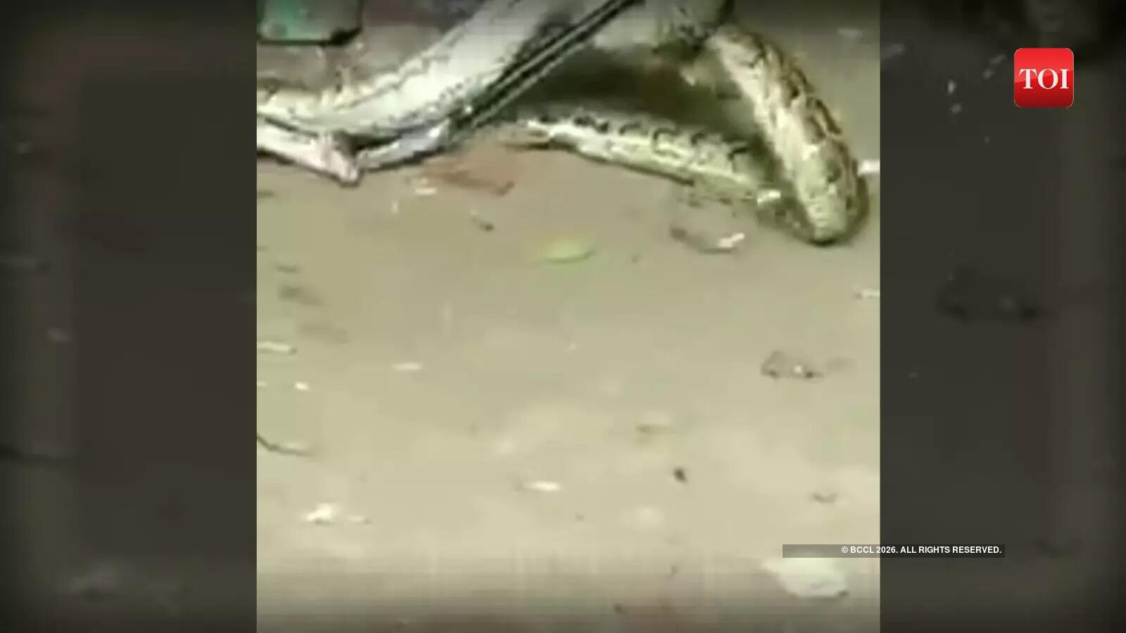 12 foot-long-Python found in a drain, creates panic among residents of ...