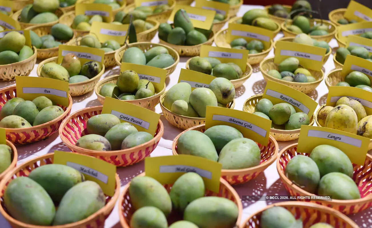 Mango Festival 2023: Aam mania hits the capital- The Etimes ...