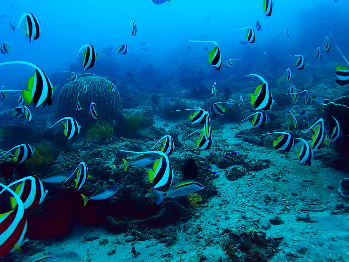 This hidden line discovered in Pacific Ocean divides marine world into ...
