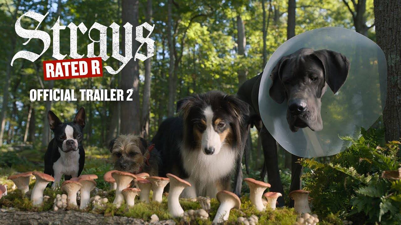 Strays - Official Trailer