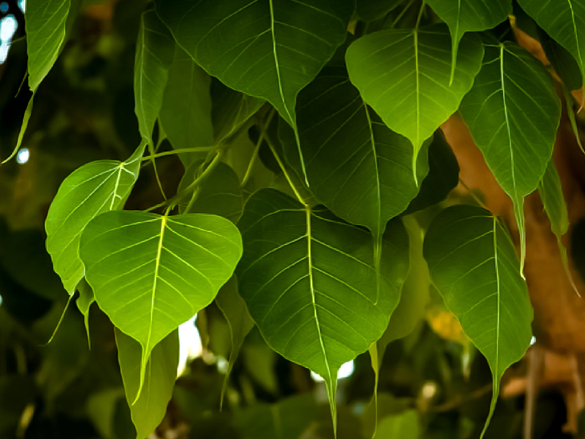 Did you know that country’s first-ever VVIP tree in MP gets INR 12 ...