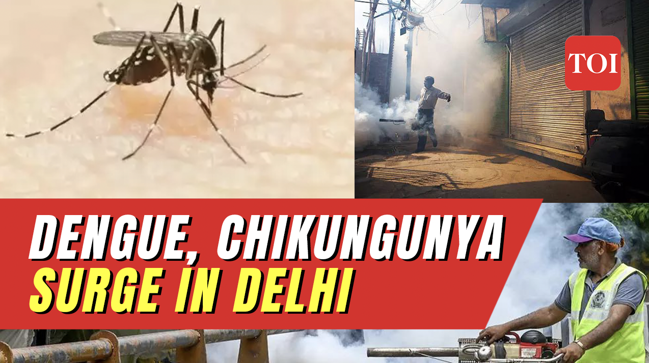 Delhi faces soaring cases of dengue, malaria, and chikungunya amid ...