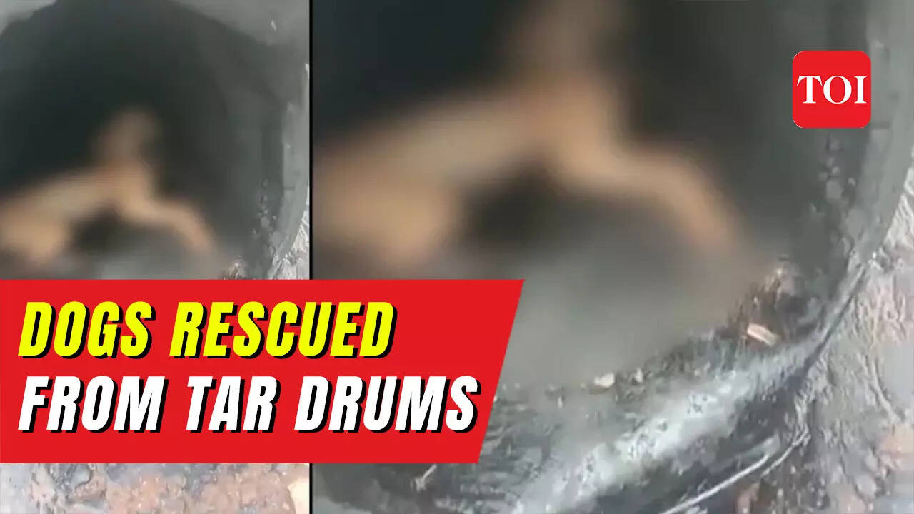 Video: Two dogs get trapped in drums of tar, rescued by fire department