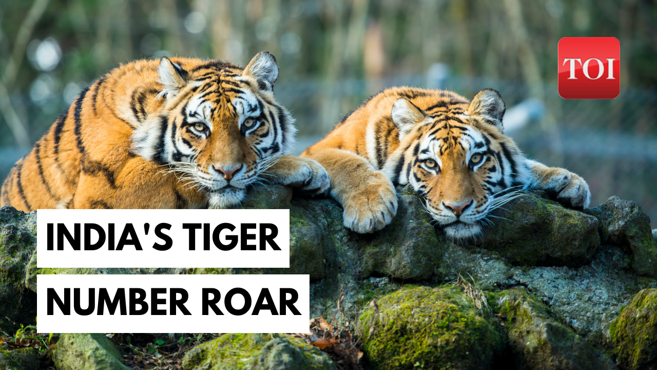India's tiger population: India's tiger numbers up to 3682, Corbett has ...