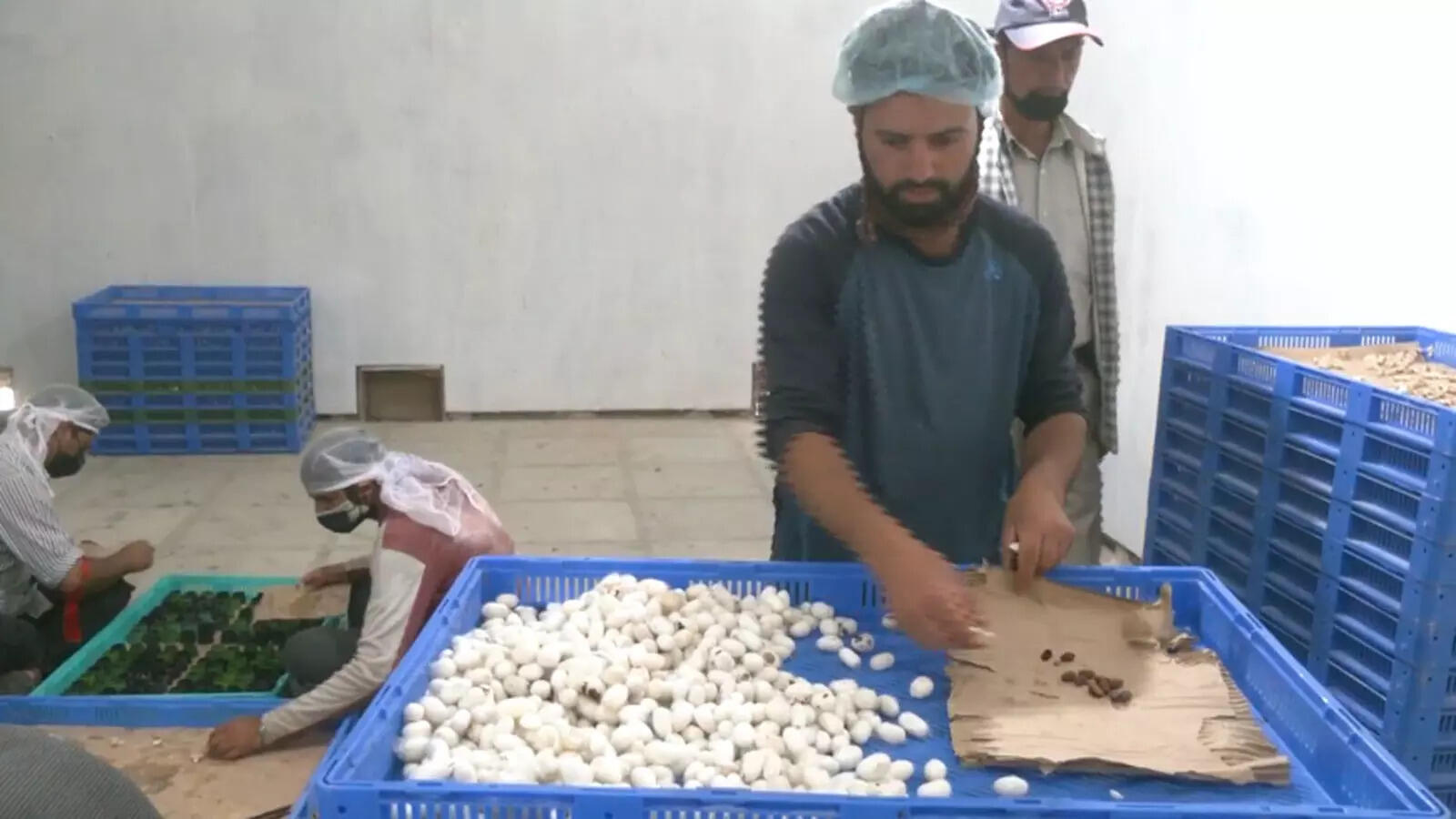 Breeding season of silkworms in final stage to boost cocoon production ...
