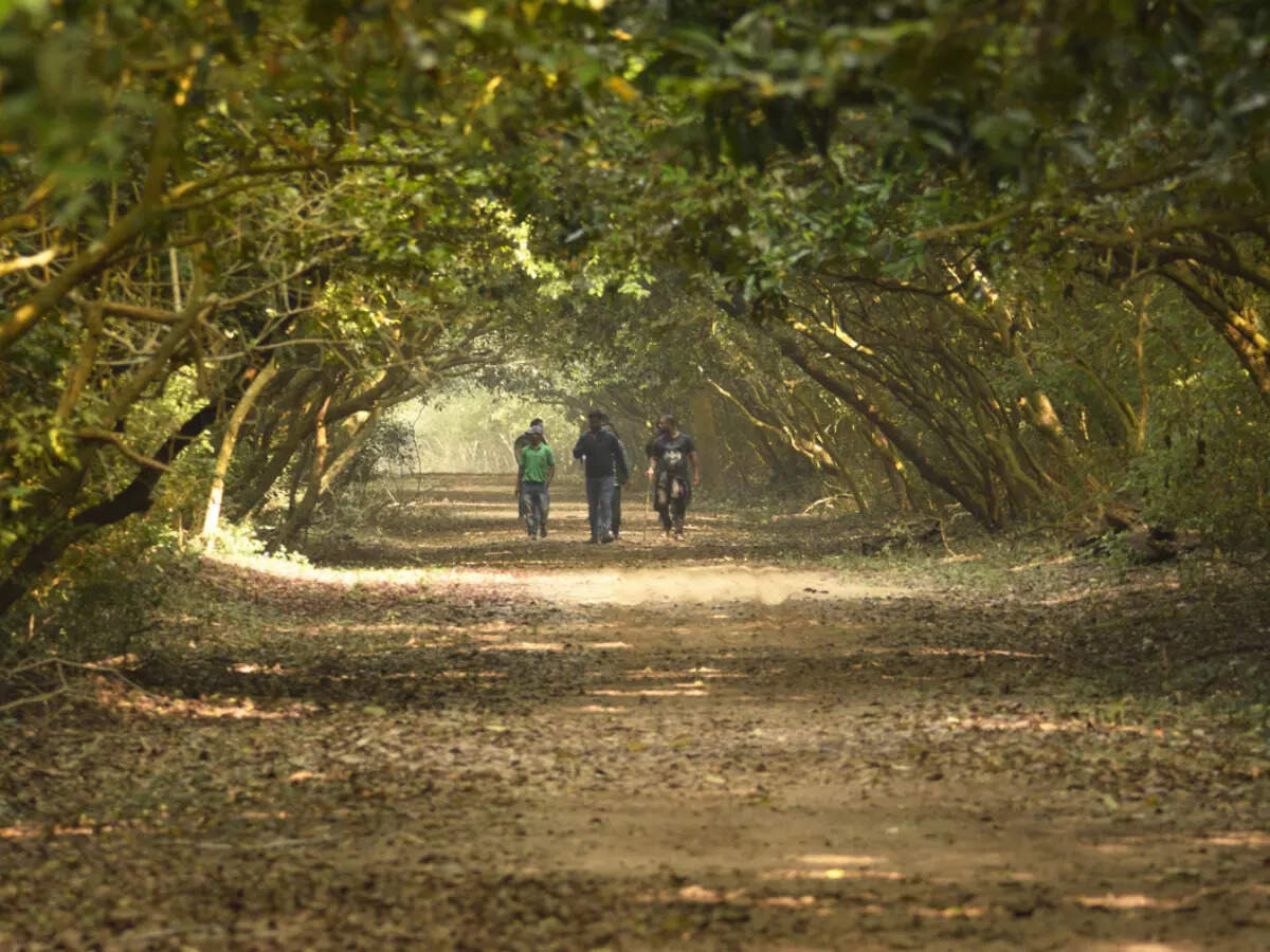 Odisha: Bhitarkanika National Park reopens for visitors; important ...
