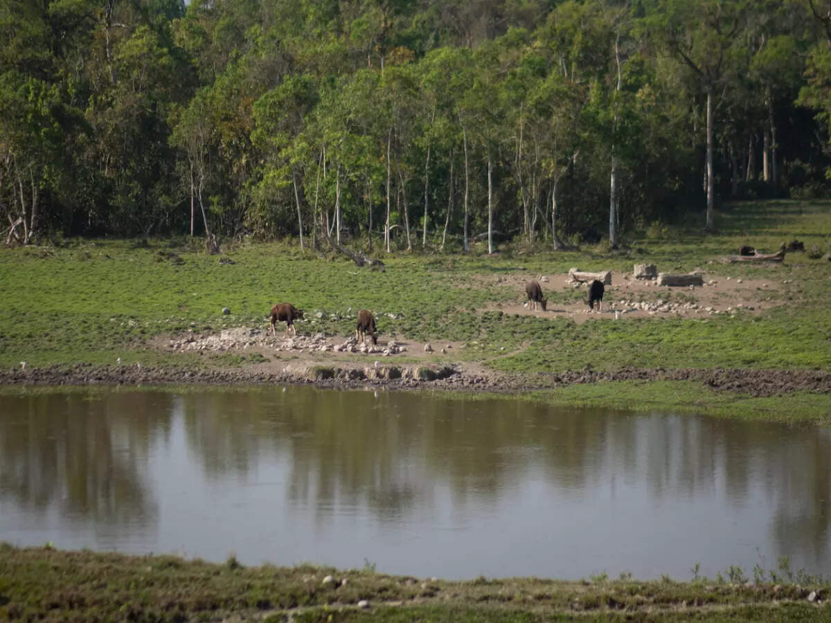 Jaldapara National Park in the Dooars is a rhino haven; here’s how ...