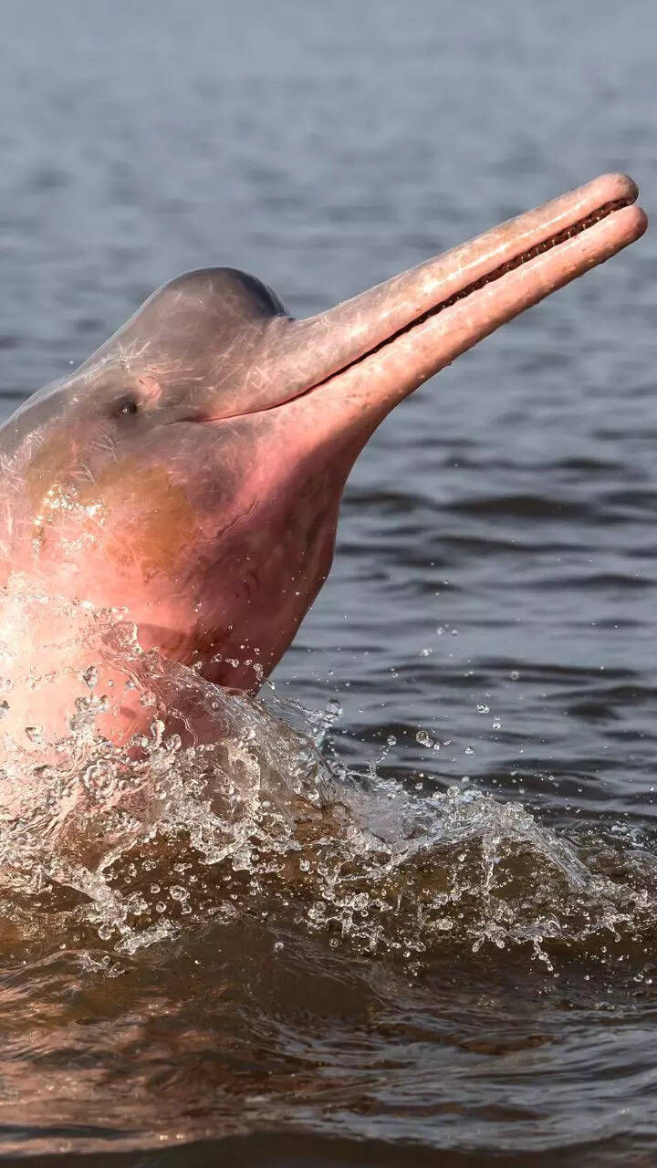 Pink Dolphin Images