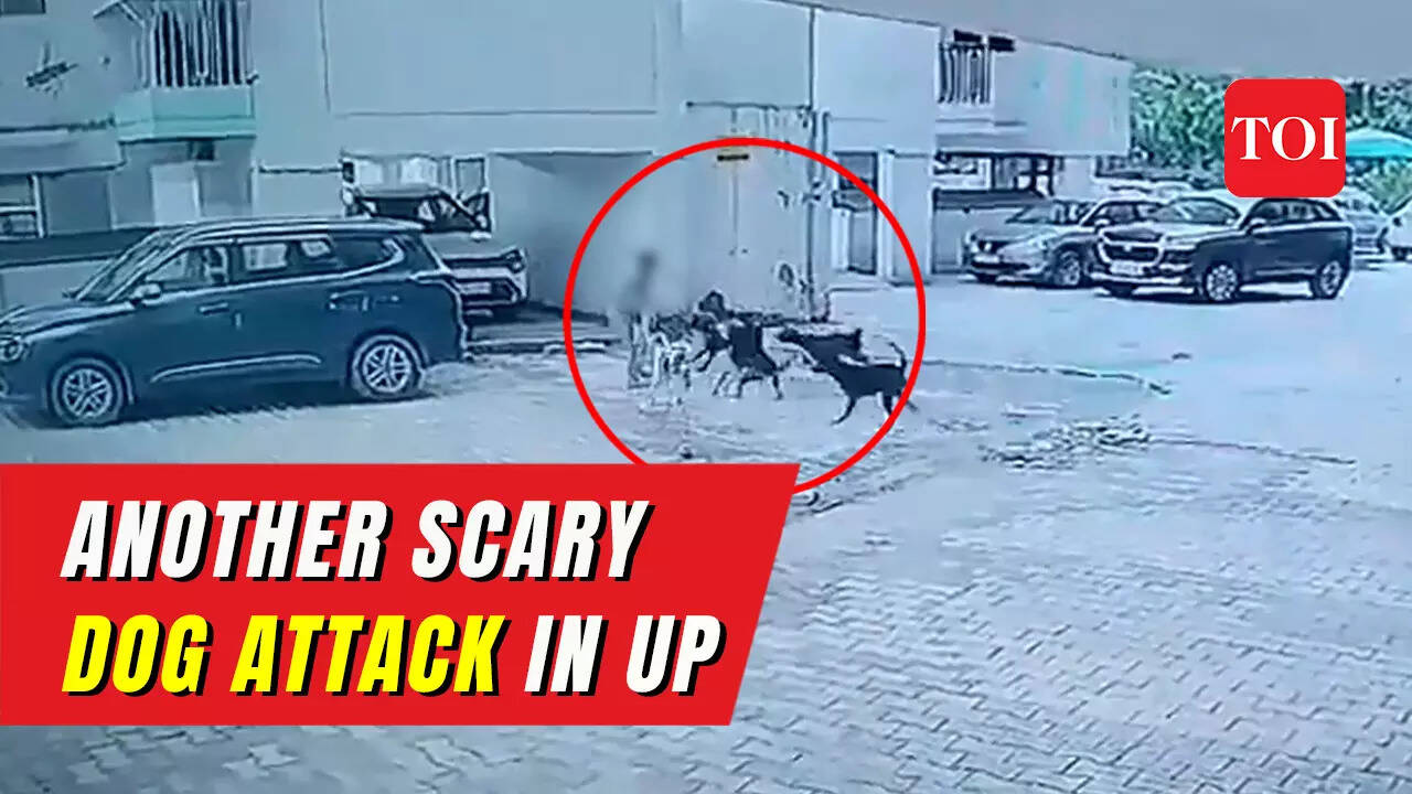 Viral CCTV Video: Ghaziabad Child surrounded by a pack of five dogs ...
