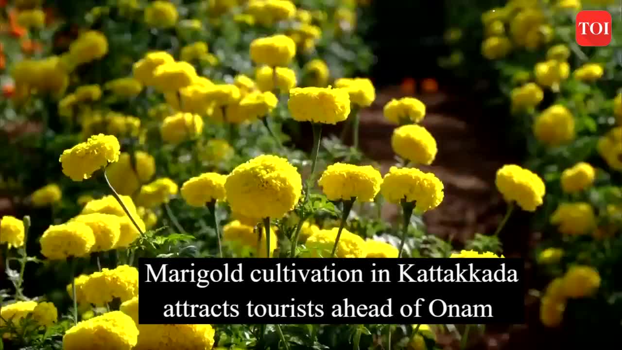 Marigold cultivation in Kerala's Kattakkada attracts tourists ahead of Onam