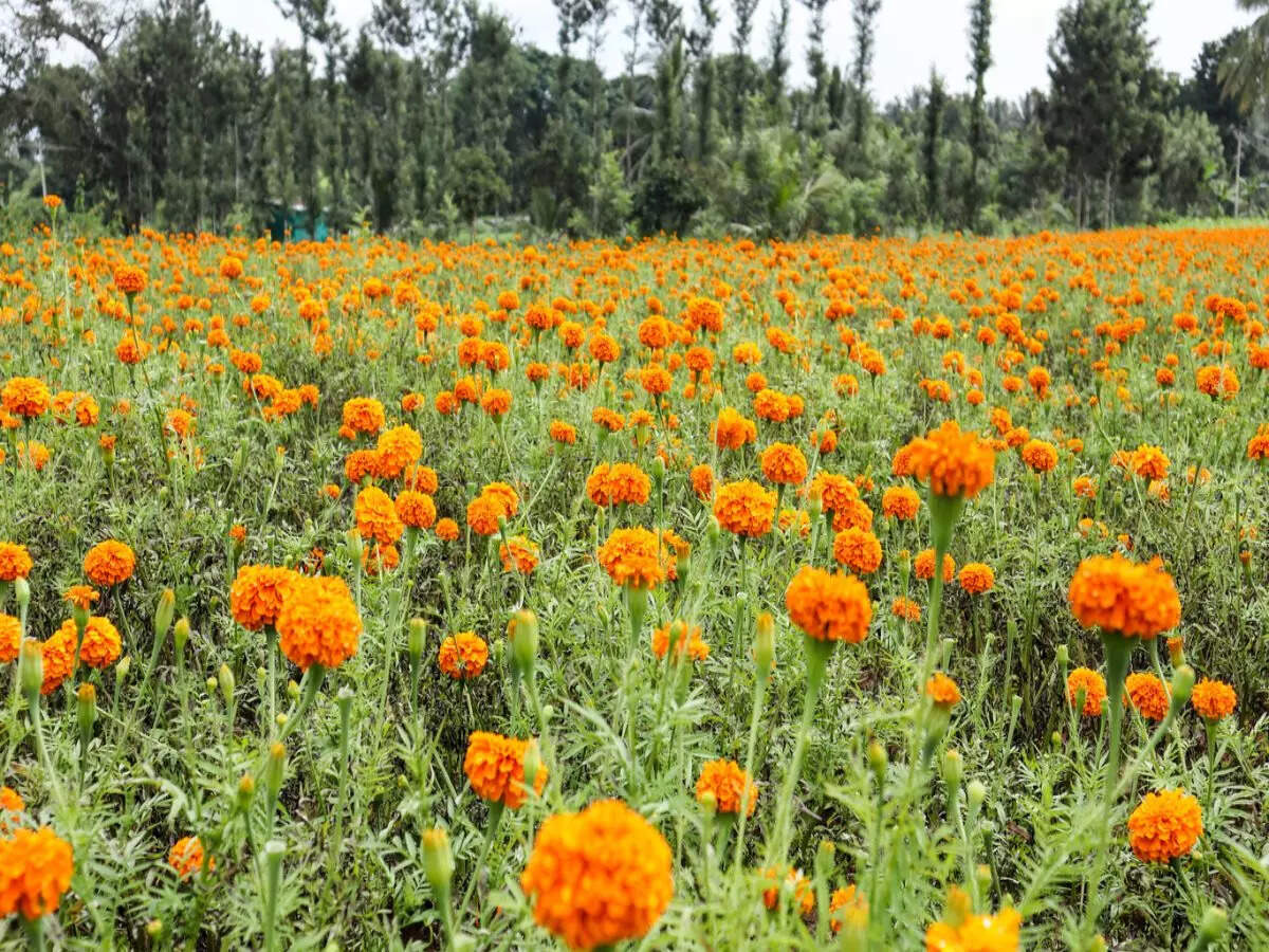 Kattakkada in Kerala is attracting tourists with its amazing marigold ...