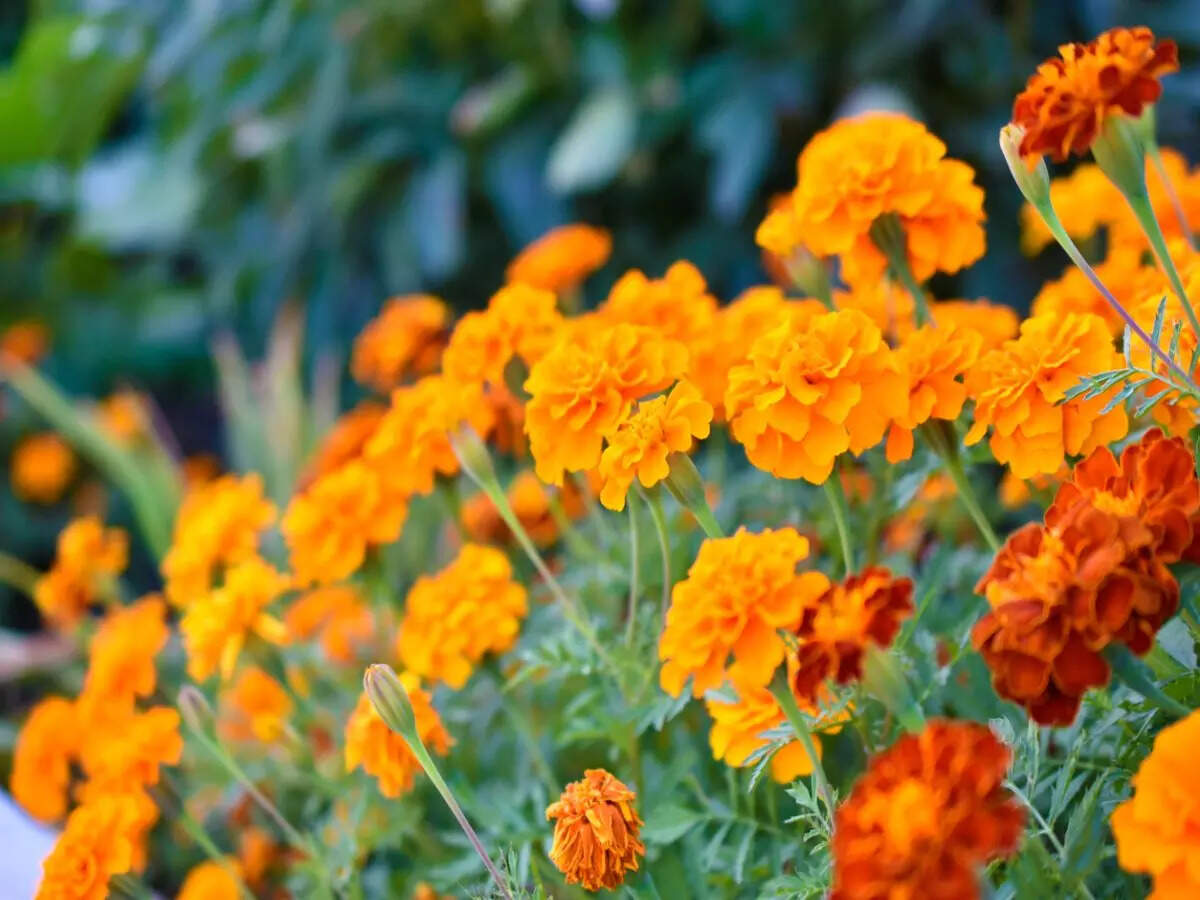 Kattakkada in Kerala is attracting tourists with its amazing marigold ...