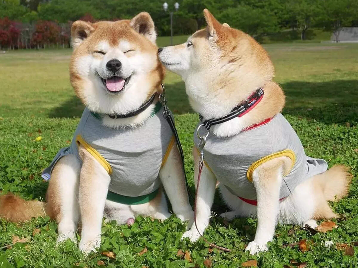 These 30 cute pictures of dogs will surely put a smile on your face ...