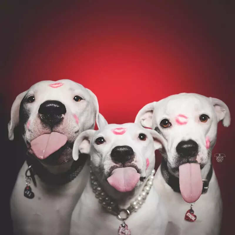 These 30 cute pictures of dogs will surely put a smile on your face ...