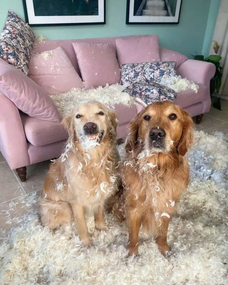These 30 cute pictures of dogs will surely put a smile on your face ...