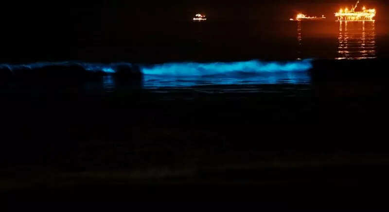These incredible pictures show the ethereal bioluminescent sea sparkle ...