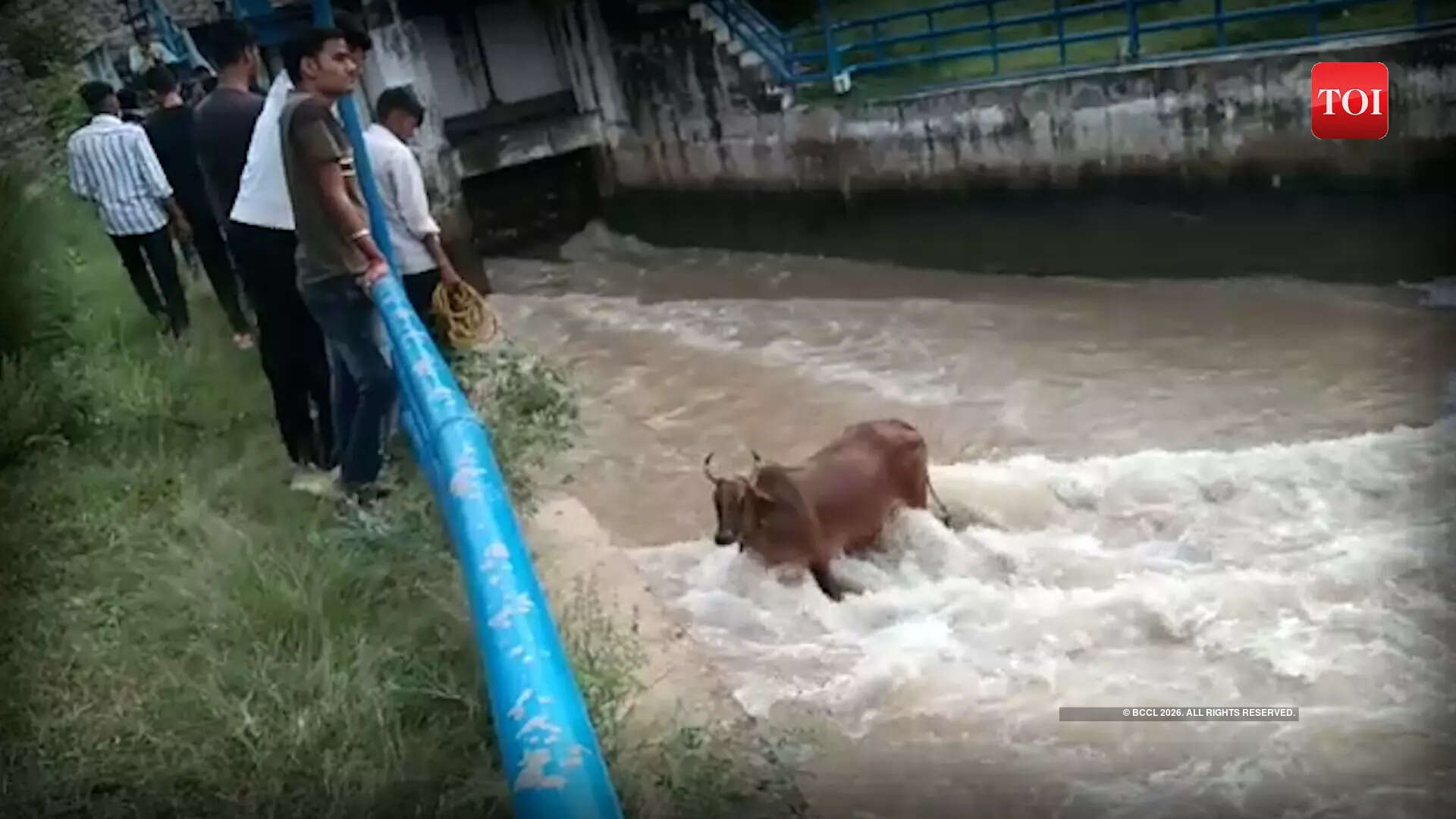 Cow fell in canal, youth risk life to rescue in Agra