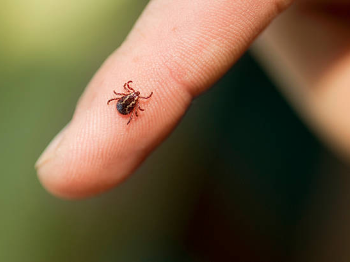 CCHF Fever Symptoms: CCHF fever, listed as a priority disease by WHO ...