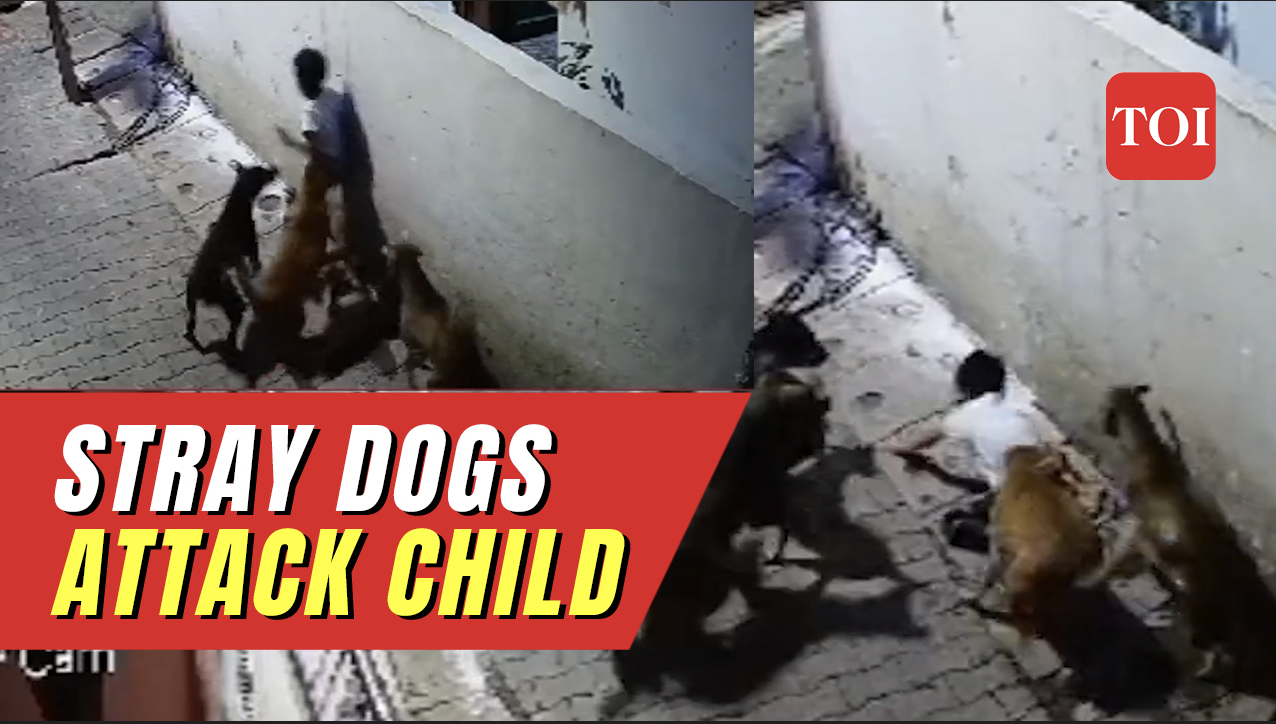 Caught on cam: Pack of stray dogs attack child outside his home