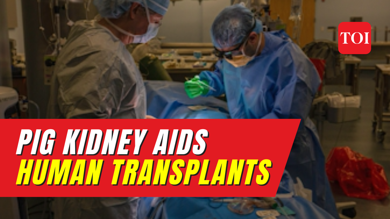 xenotransplantation: Putting pig organs to a key test in donated bodies
