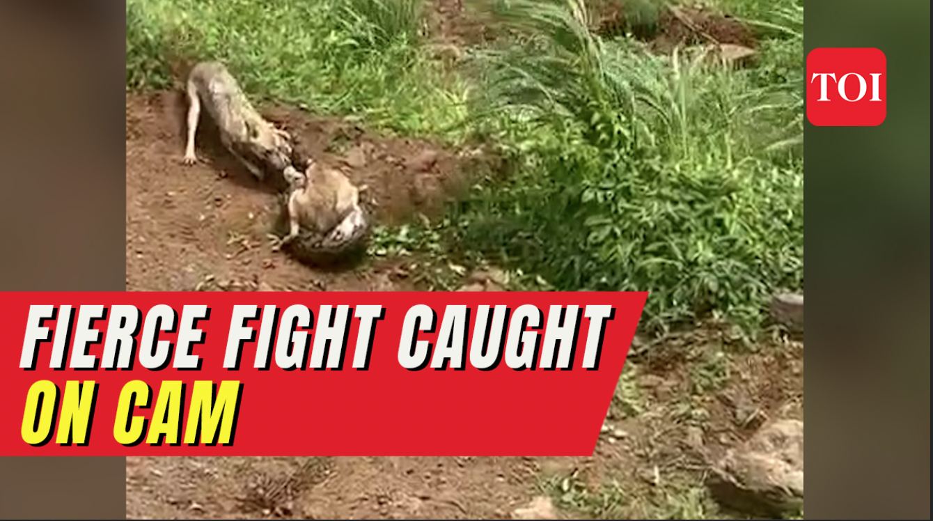 Fight between python and fox in Gir forest of Amreli district caught on ...