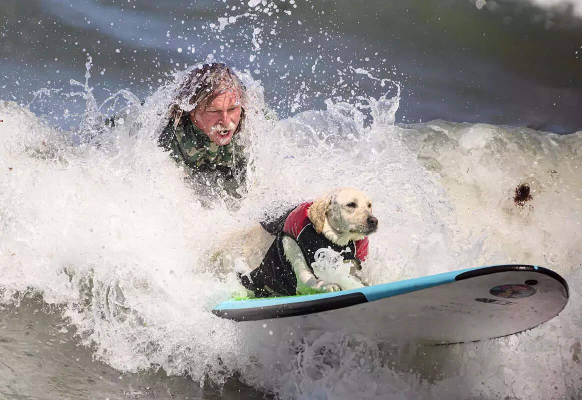 Canines show off their skills and conquer the waves at World Dog ...