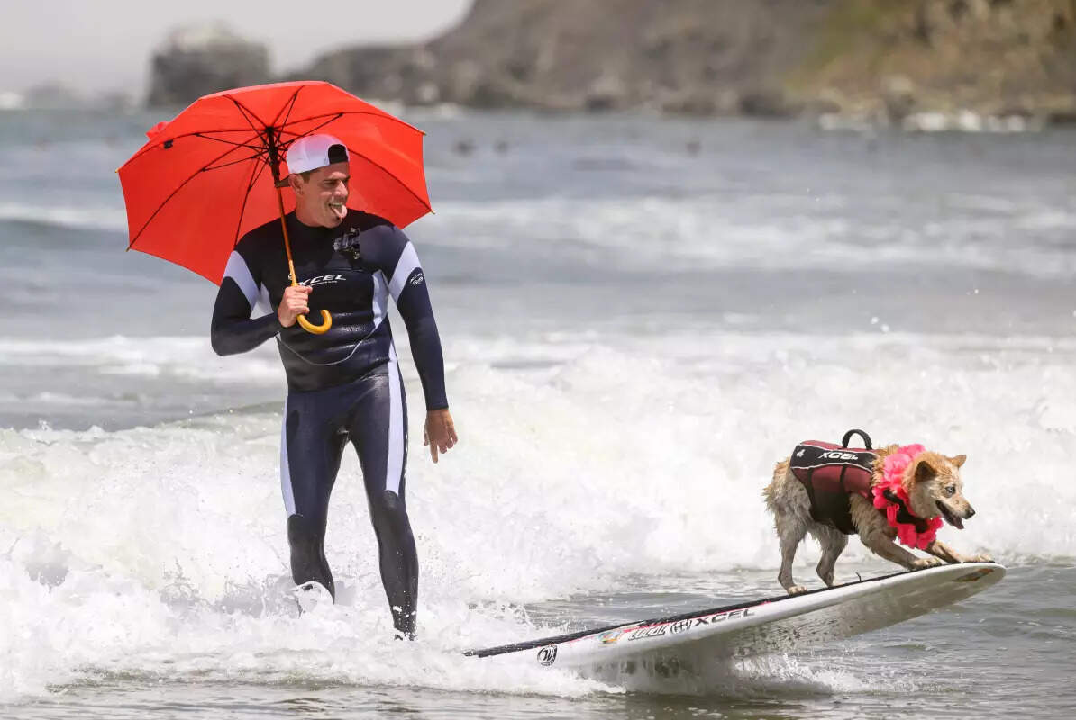 Canines show off their skills and conquer the waves at World Dog ...