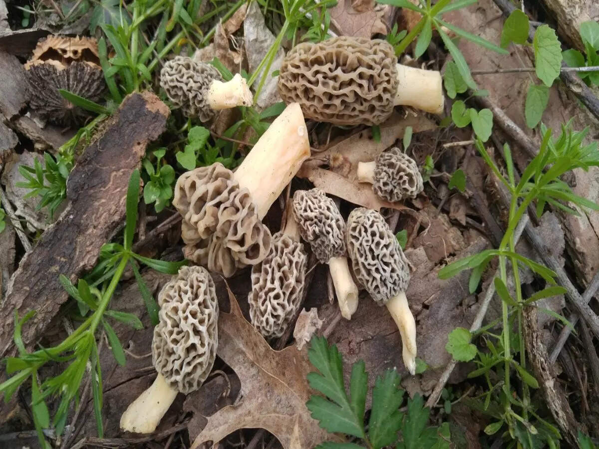 Gucchi: Foraging for world’s most expensive mushroom in Kashmir ...