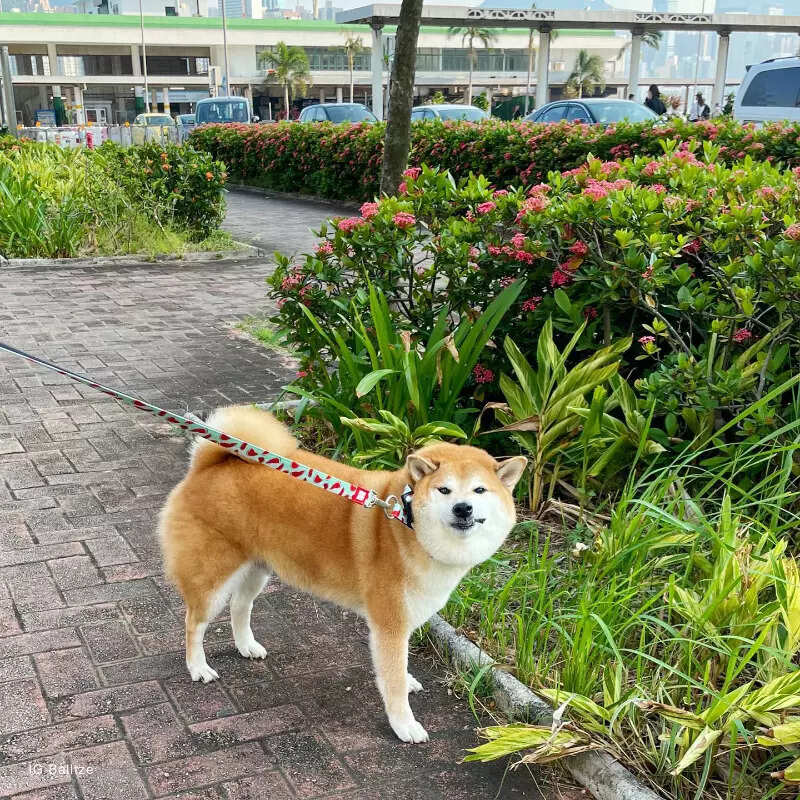 25 adorable pictures of Cheems, the Shiba Inu dog who inspired viral ...