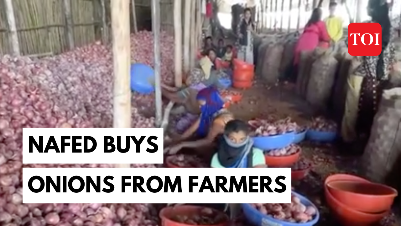 Onion prices: NAFED purchases onions, Pimpalgaon farmers welcome move