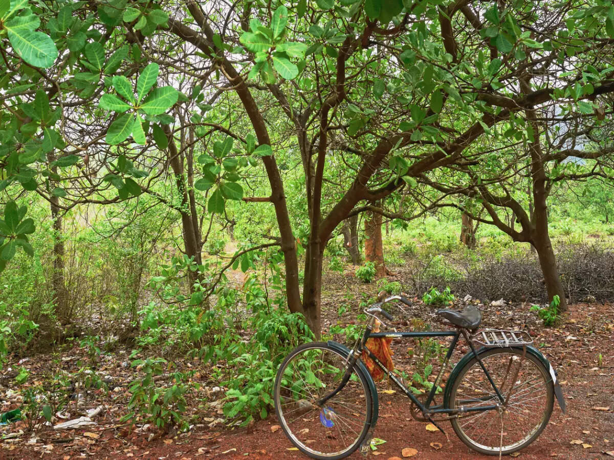 Have you been to this exquisite 12th century jungle temple in the Goa ...