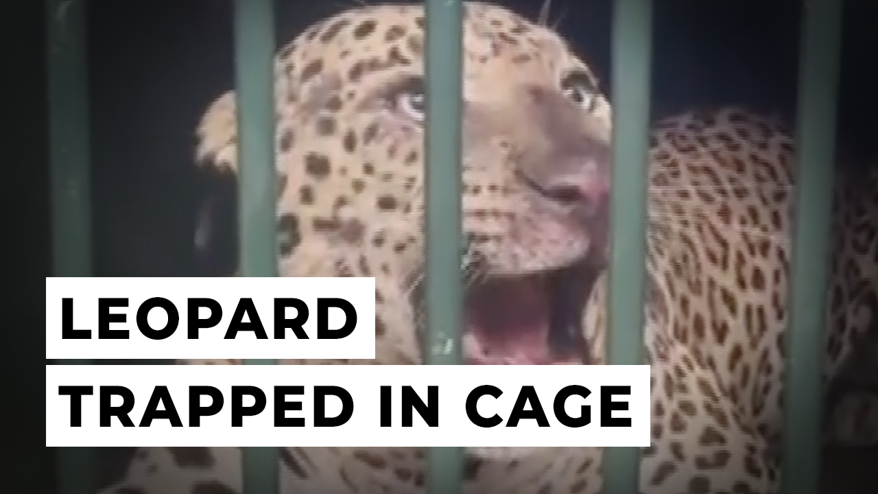 Caught on Cam: Forest officials rescue Leopard trapped in Tirumala ... Caught on Cam: Forest officials rescue Leopard trapped in Tirumala ...
