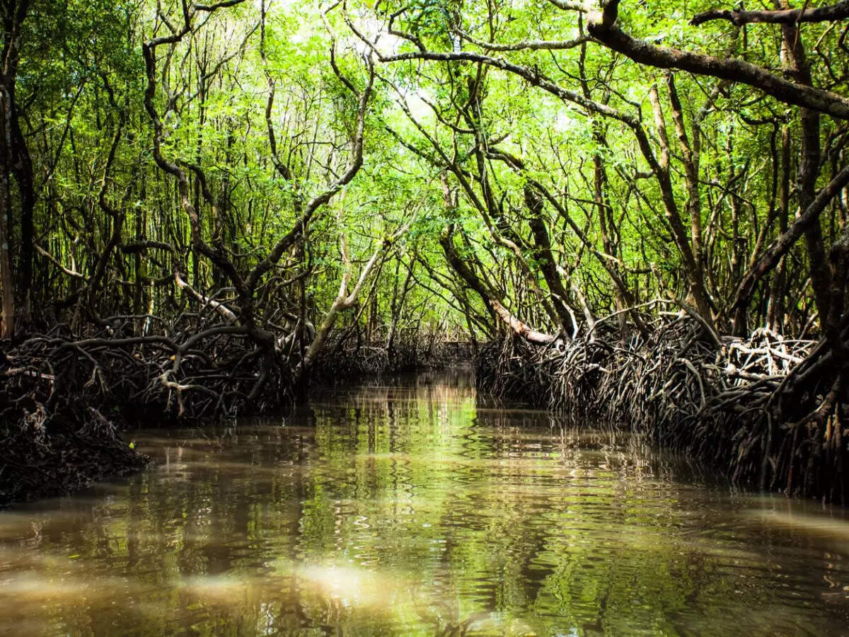 Havelock Island (Swaraj Dweep): India’s beautiful tropical paradise ...