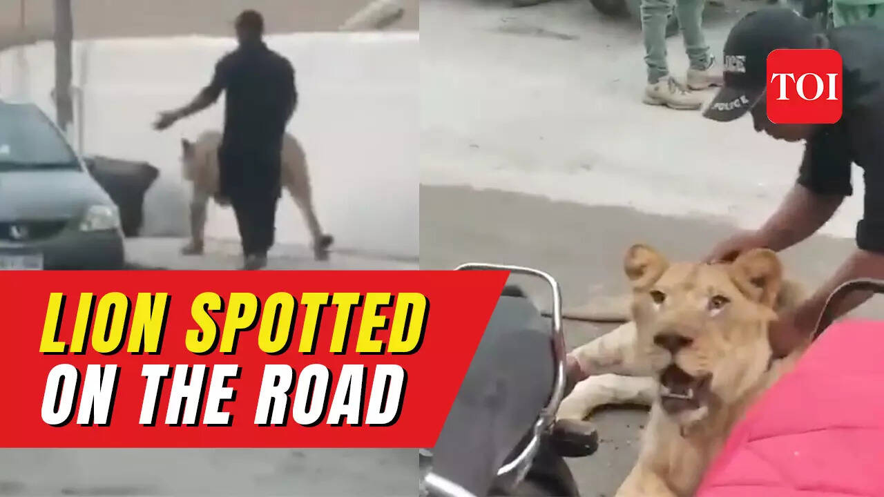 Watch: Lion on the loose in Karachi takes a casual stroll on a busy ...