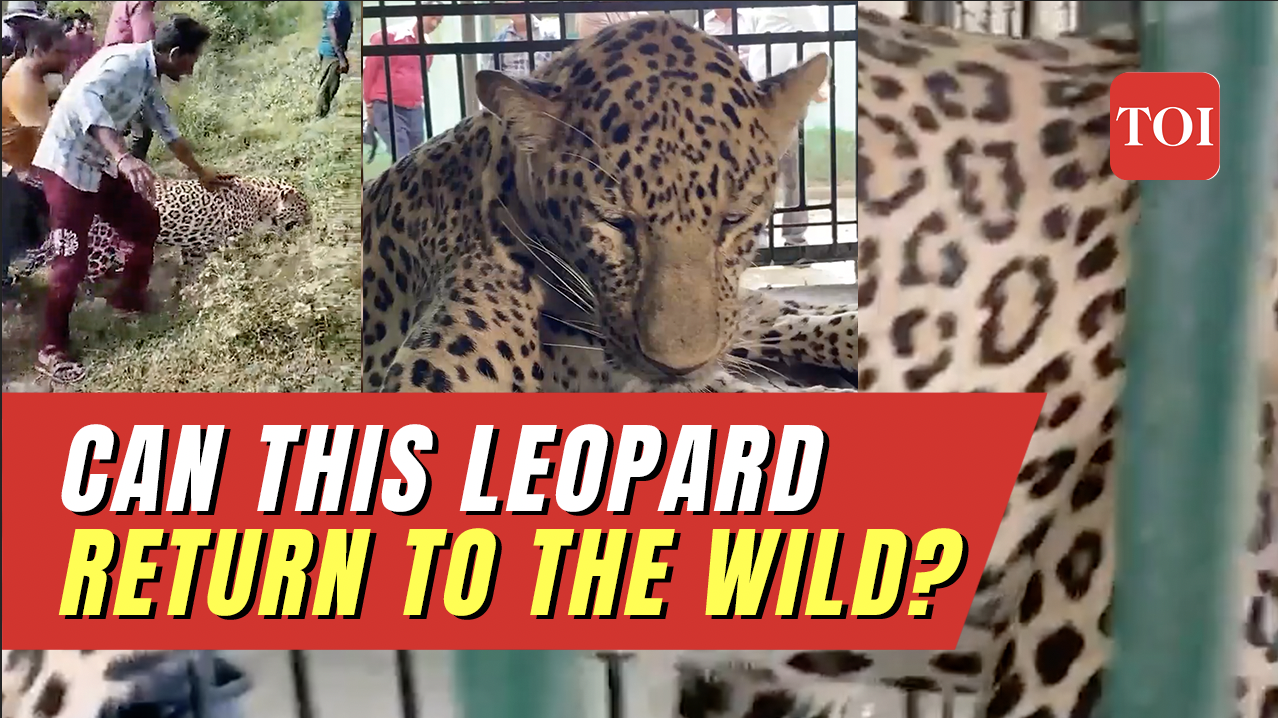 Sick leopard seen in viral video suffering from neurological disorder ...