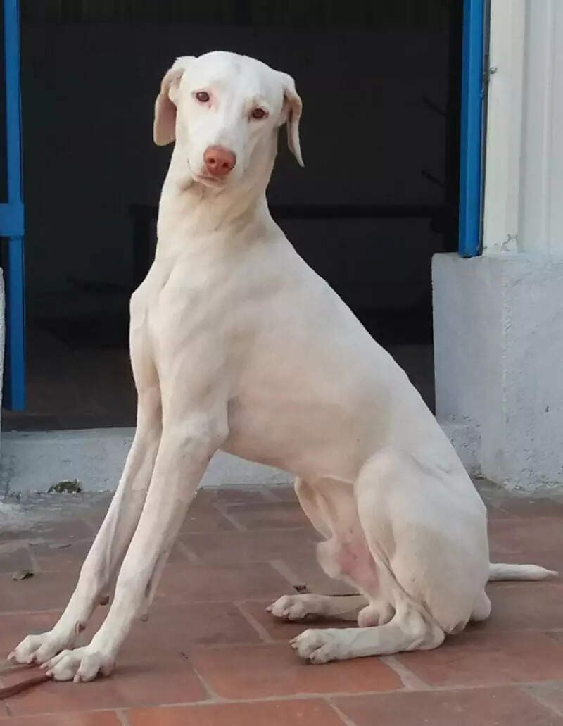 10 Popular Indian Dog Breeds To Have As Pets The Etimes Photogallery 10 Popular Indian Dog Breeds To Have As Pets The Etimes Photogallery
