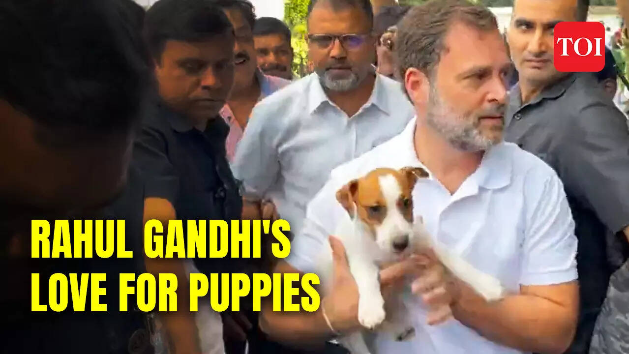 Adorable Video: Rahul Gandhi carrying a little puppy while meeting ...