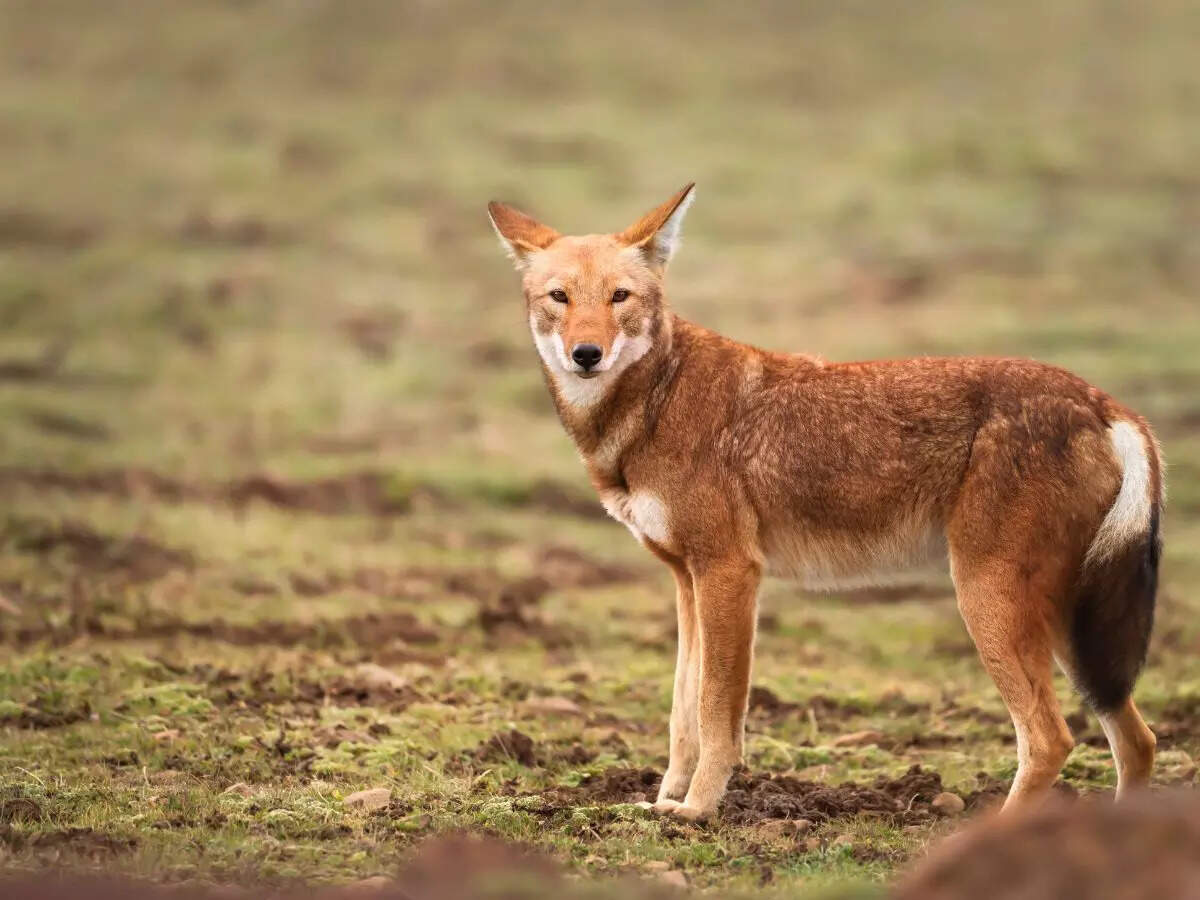 Answers to why UNESCO chose Ethiopia’s Bale Mountains National Park as ...