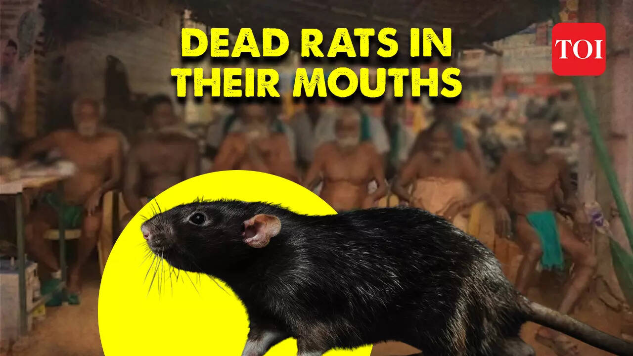 Watch: Tamil Nadu farmers resort to 'eating rats' on camera to demand ...