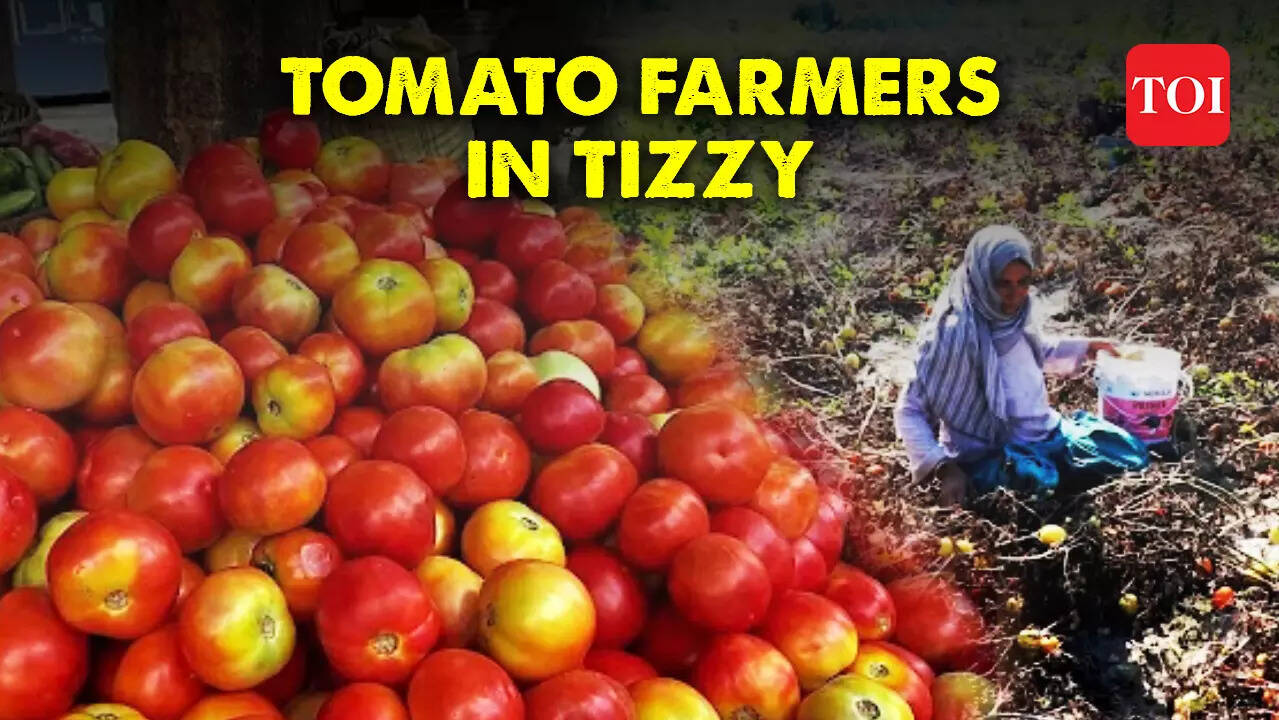 Maharashtra: Tomato price crash leaves farmers in despair, demand ...