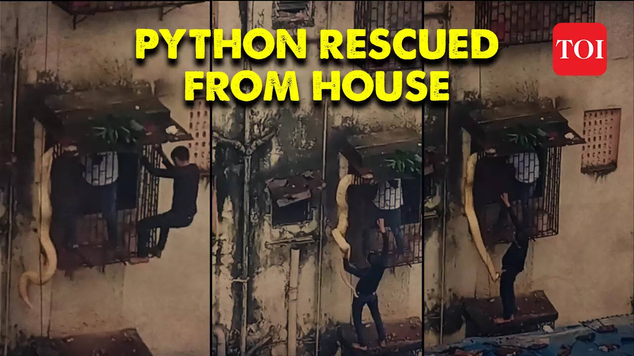 Watch: Huge python found inside Thane house, volunteers rescue reptile ...