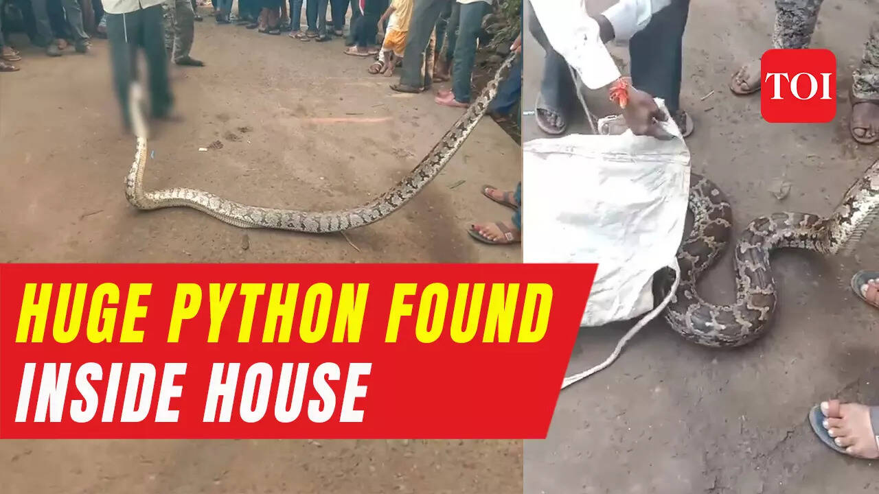 10-ft long python rescued by forest officials in MP's Burhanpur