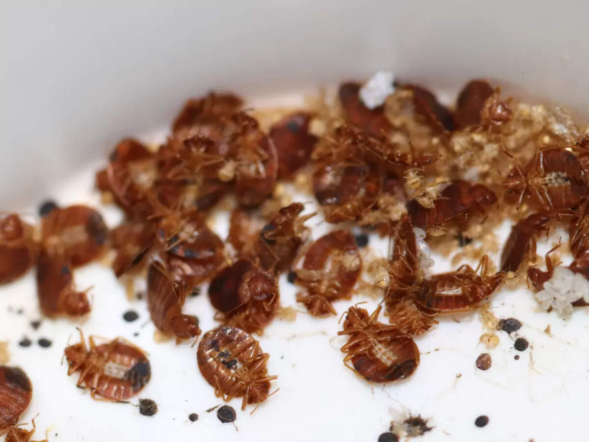 Paris faces a bedbug outbreak ahead of 2024 Olympics, Paris - Times of ...