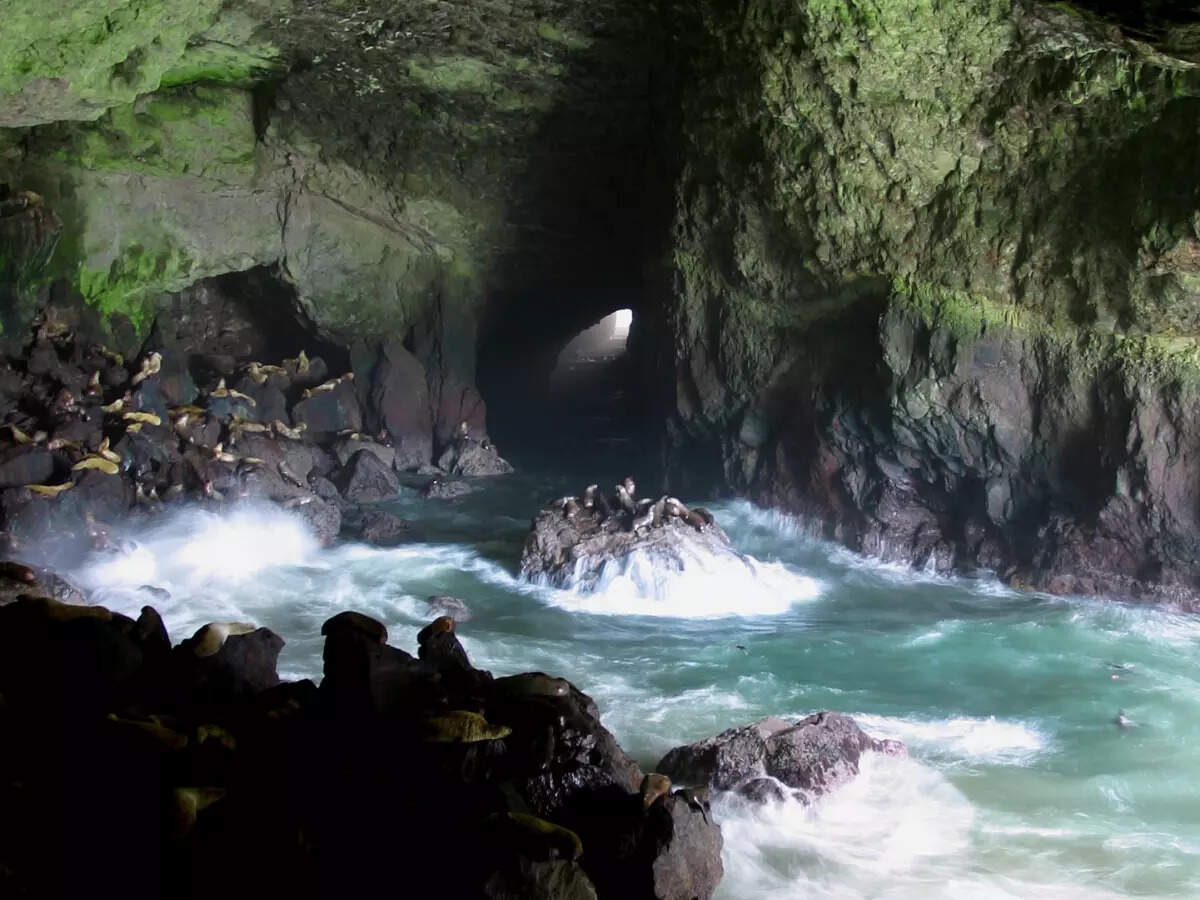 Jewel of the USA’s Oregon Coast - the Sea Lion Caves | Times of India ...