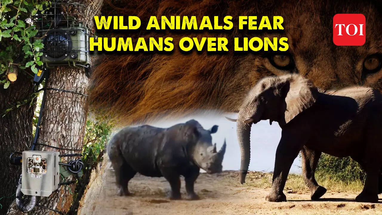 Groundbreaking Study: Humans evoke more fear in African Savanna ...