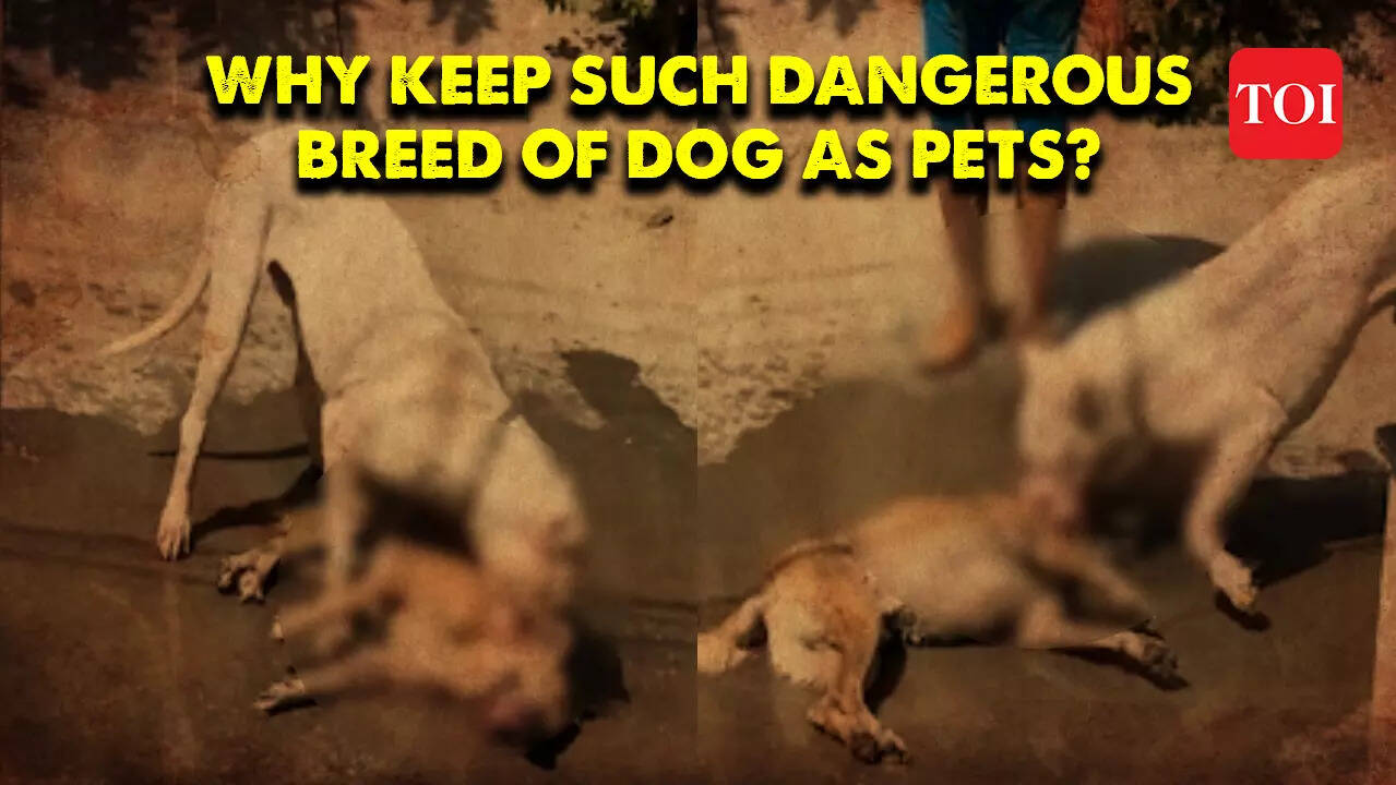 On cam: Dogo Argentino dog kept as pet ferociously attacks stray dog ...